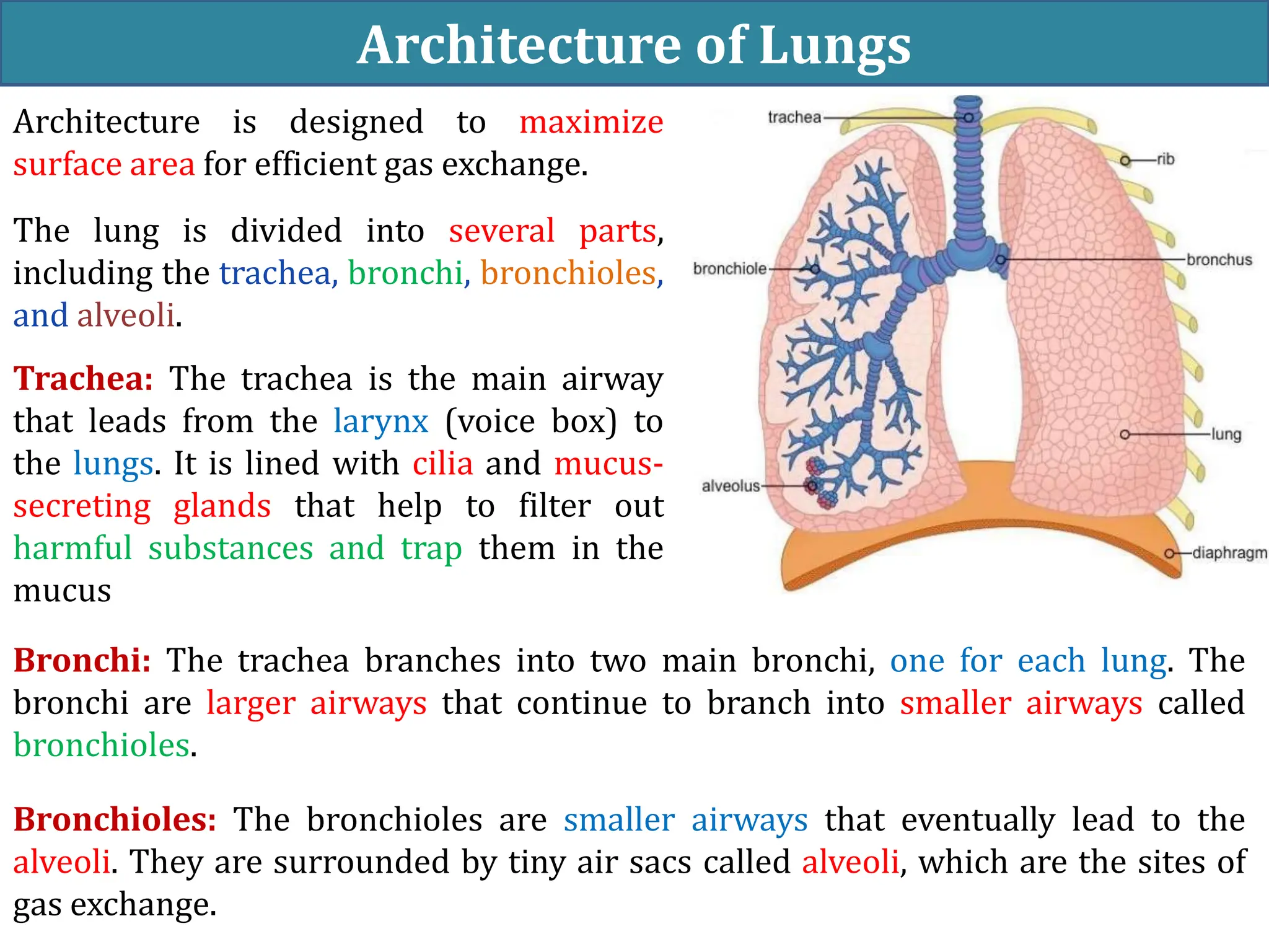 Module - 3 Lungs as a Purification System.pptx