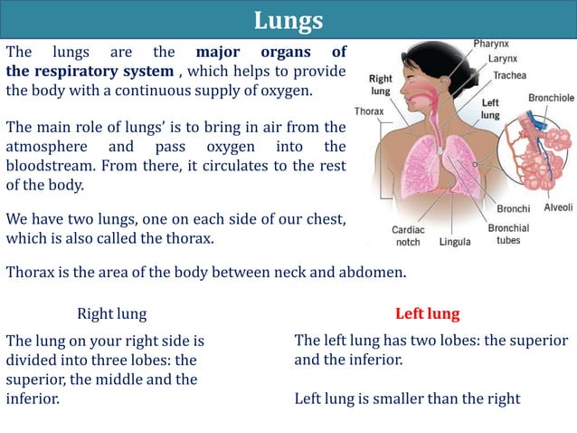 Module - 3 Lungs as a Purification System.pptx
