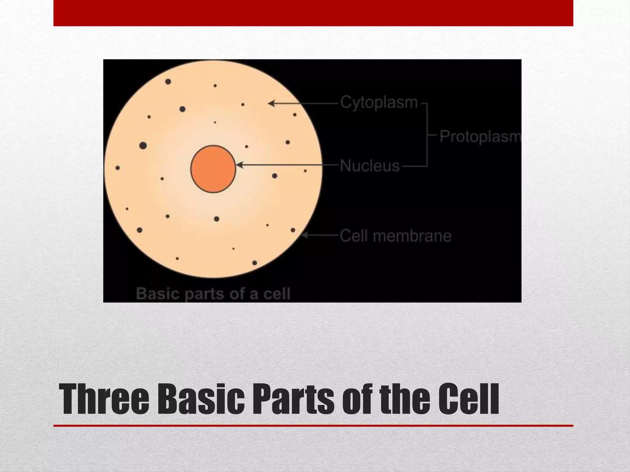 Module 4-plant-and-animal-cell-discussion | PPTX