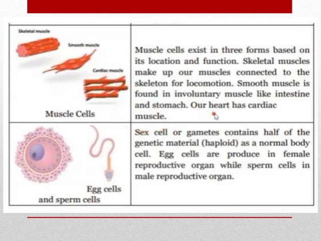 Module 4-plant-and-animal-cell-discussion | PPT