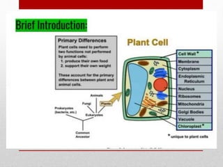 Module 4-plant-and-animal-cell-discussion | PPTX