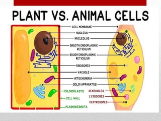Module 4-plant-and-animal-cell-discussion | PPTX