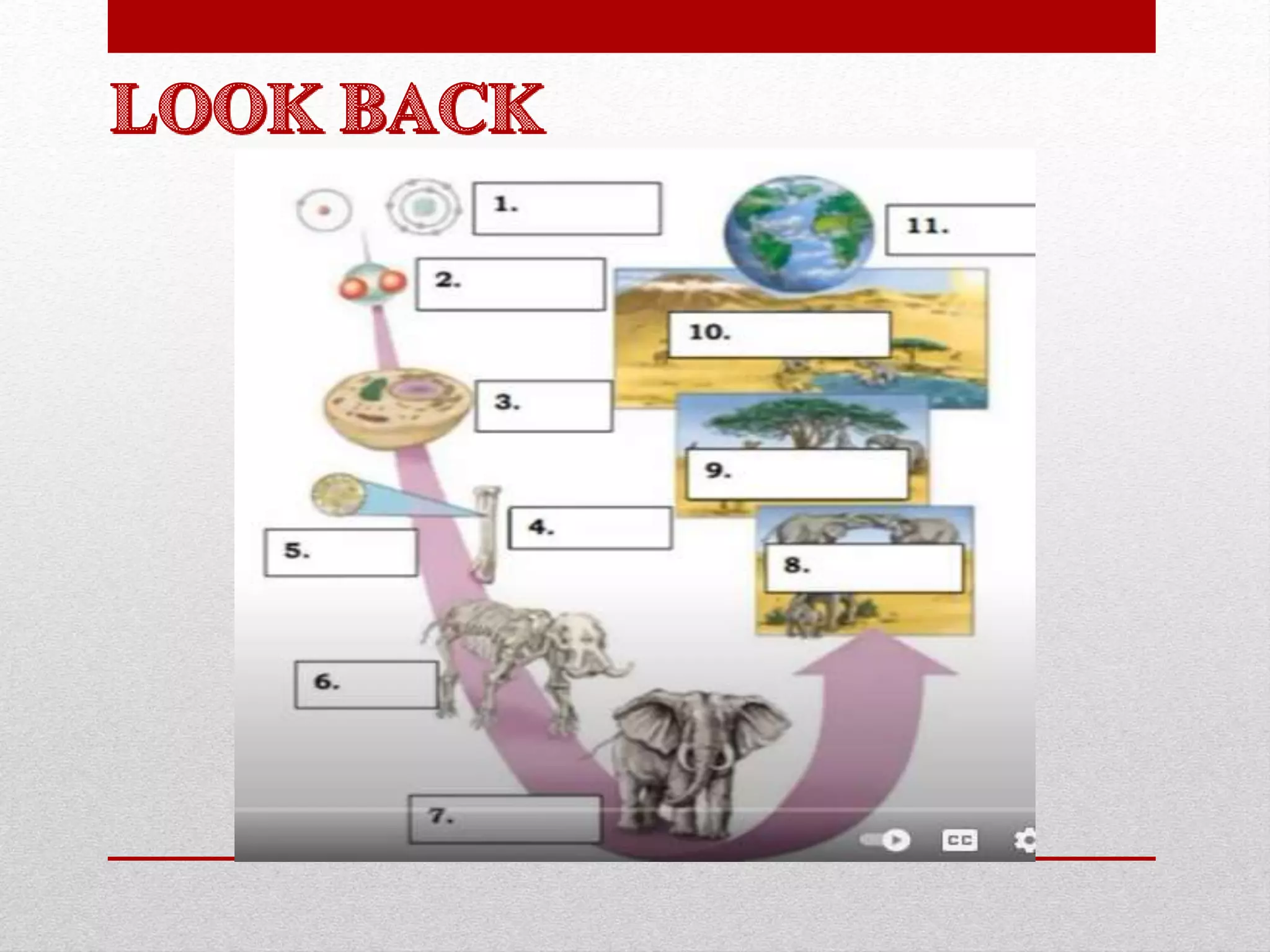 Module 4-plant-and-animal-cell-discussion | PPTX