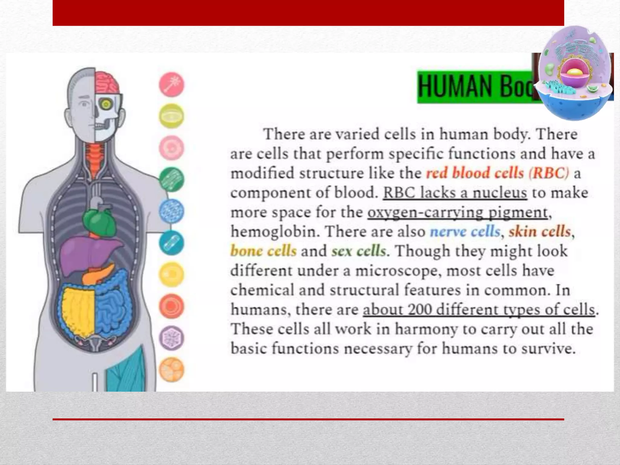 Module 4-plant-and-animal-cell-discussion | PPTX