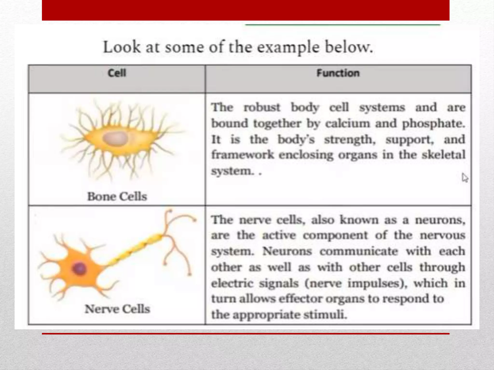 Module 4-plant-and-animal-cell-discussion | PPTX