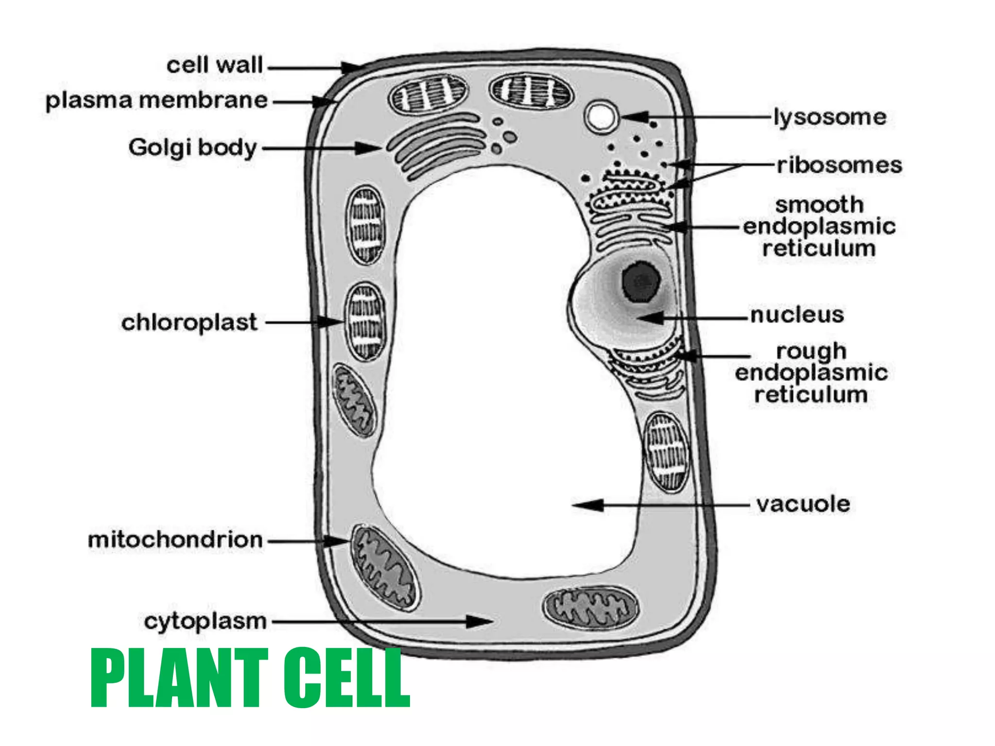 Module 4-plant-and-animal-cell-discussion | PPTX