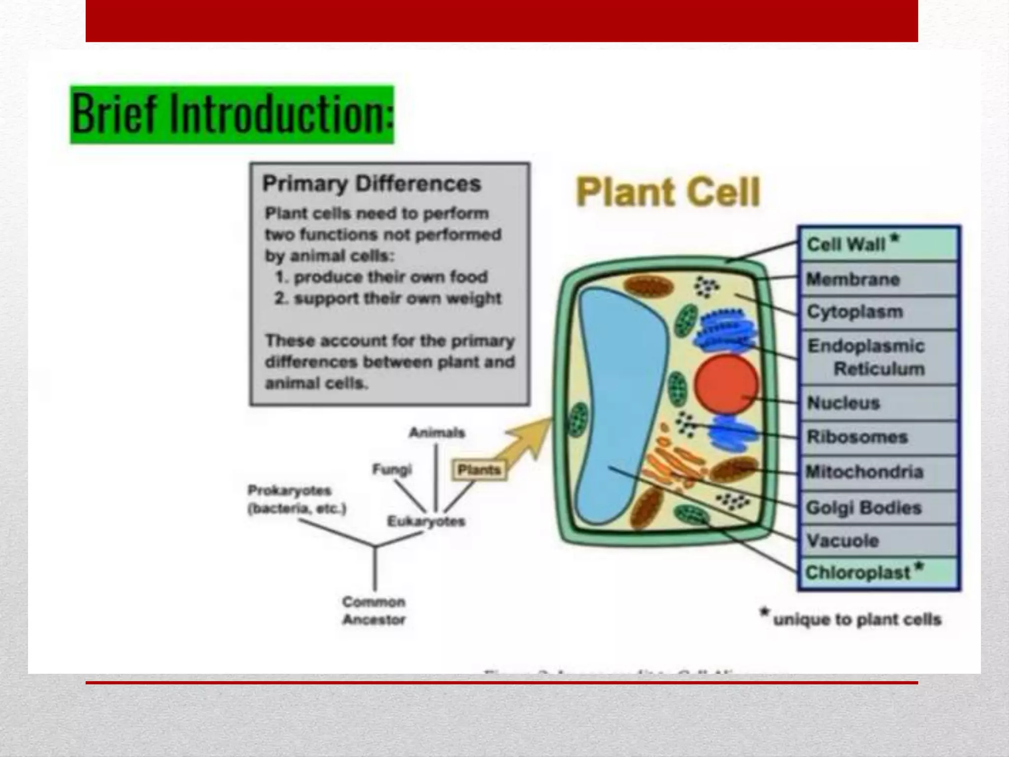 Module 4-plant-and-animal-cell-discussion | PPTX