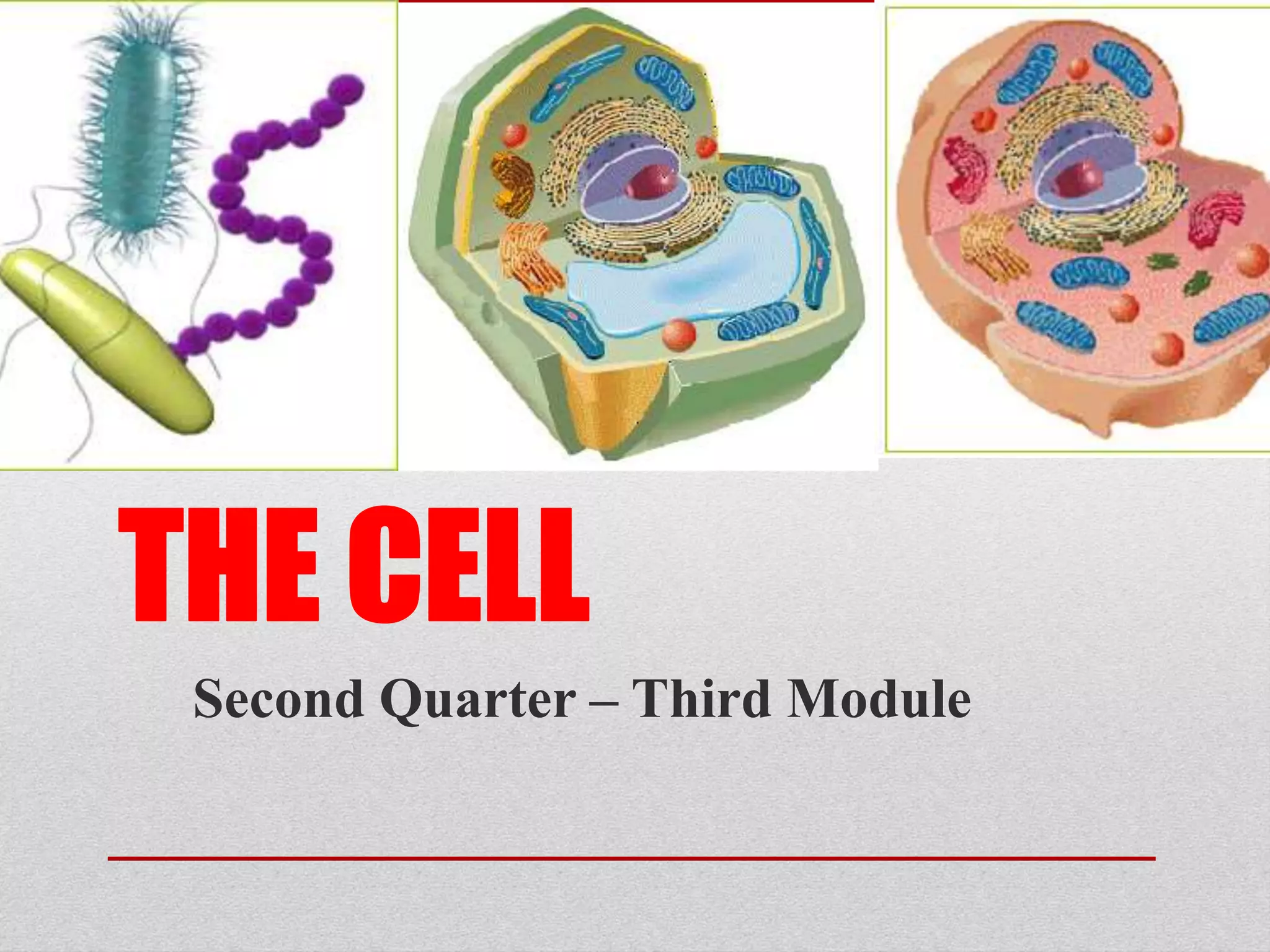 Module 4-plant-and-animal-cell-discussion | PPTX