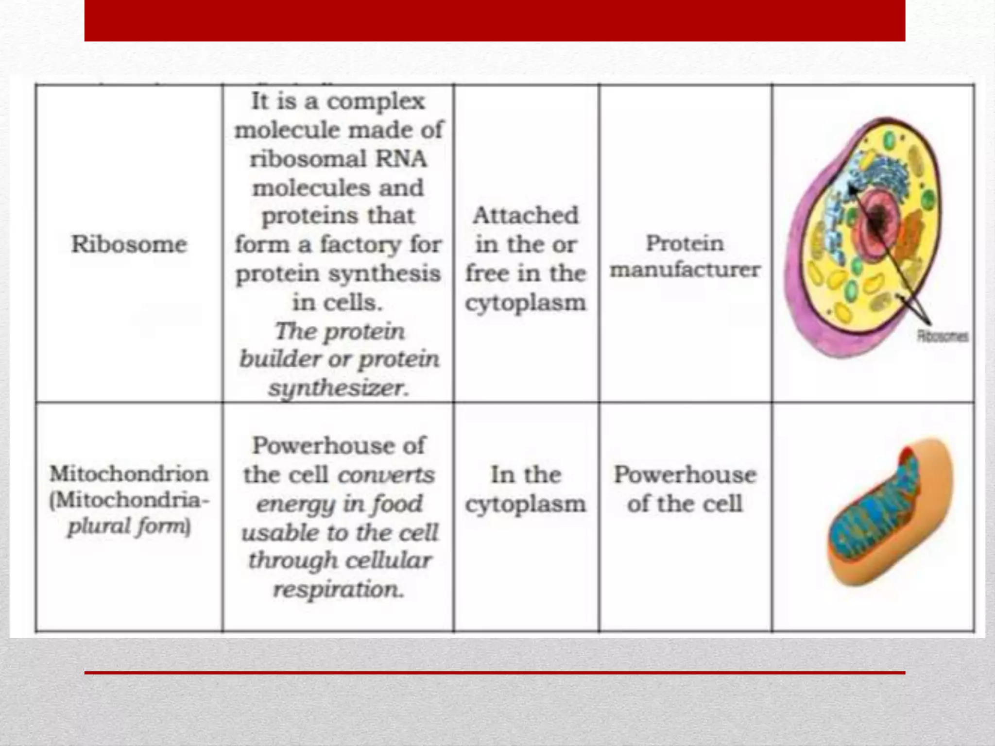 Module 4-plant-and-animal-cell-discussion | PPTX