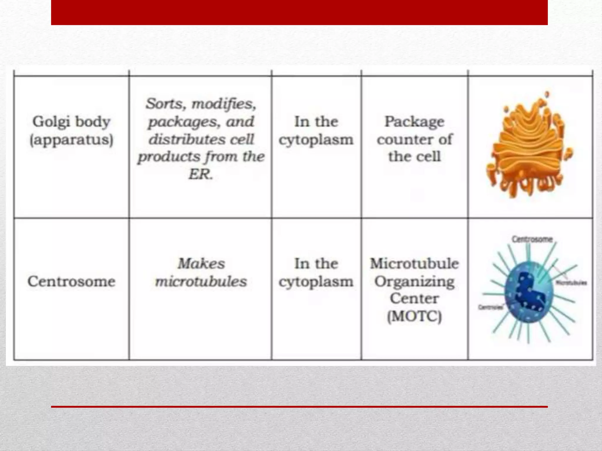 Module 4-plant-and-animal-cell-discussion | PPTX
