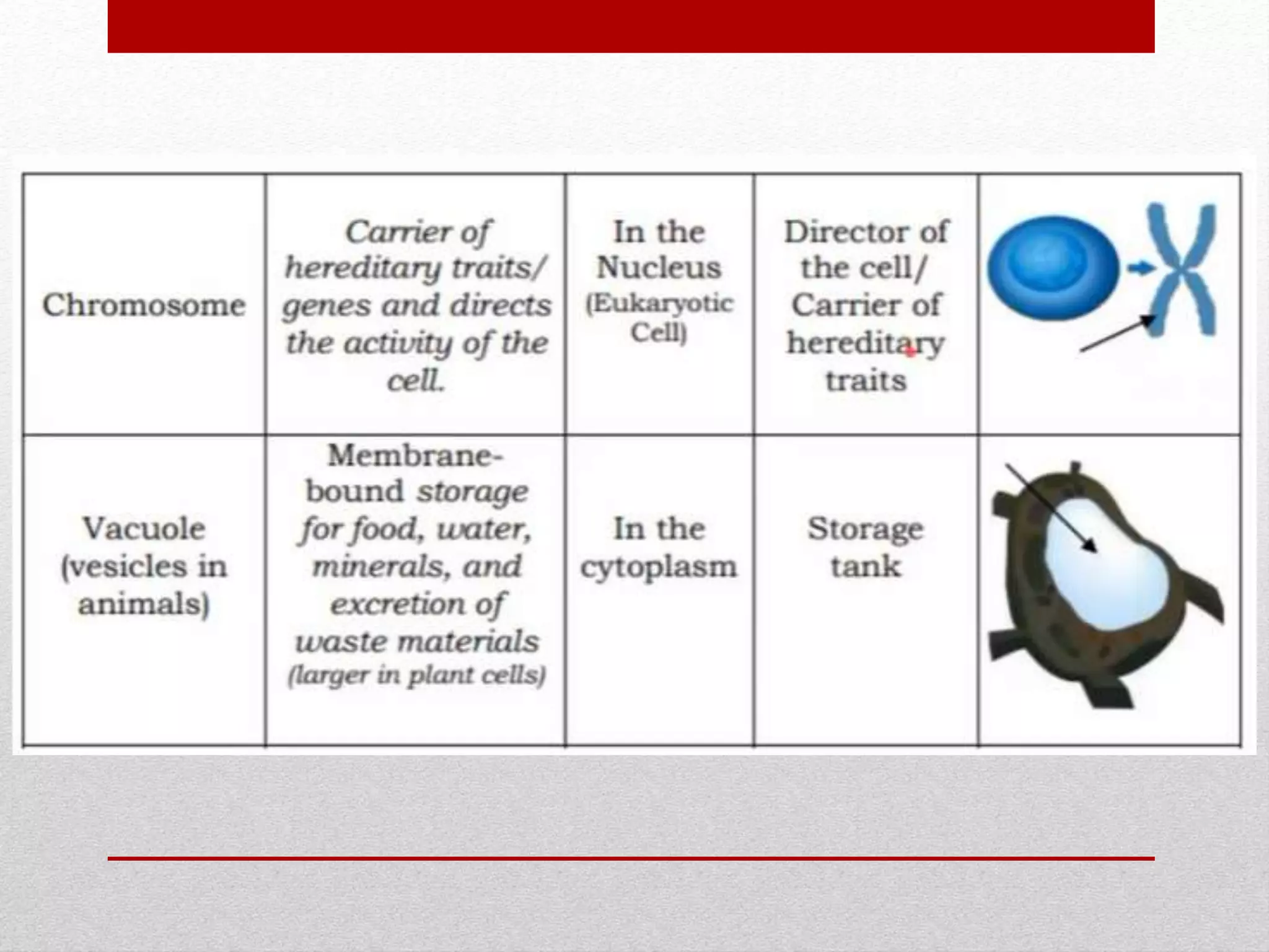 Module 4-plant-and-animal-cell-discussion | PPTX