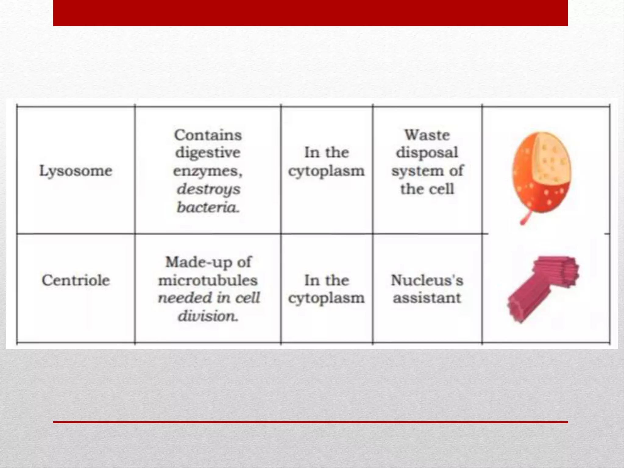 Module 4-plant-and-animal-cell-discussion | PPTX