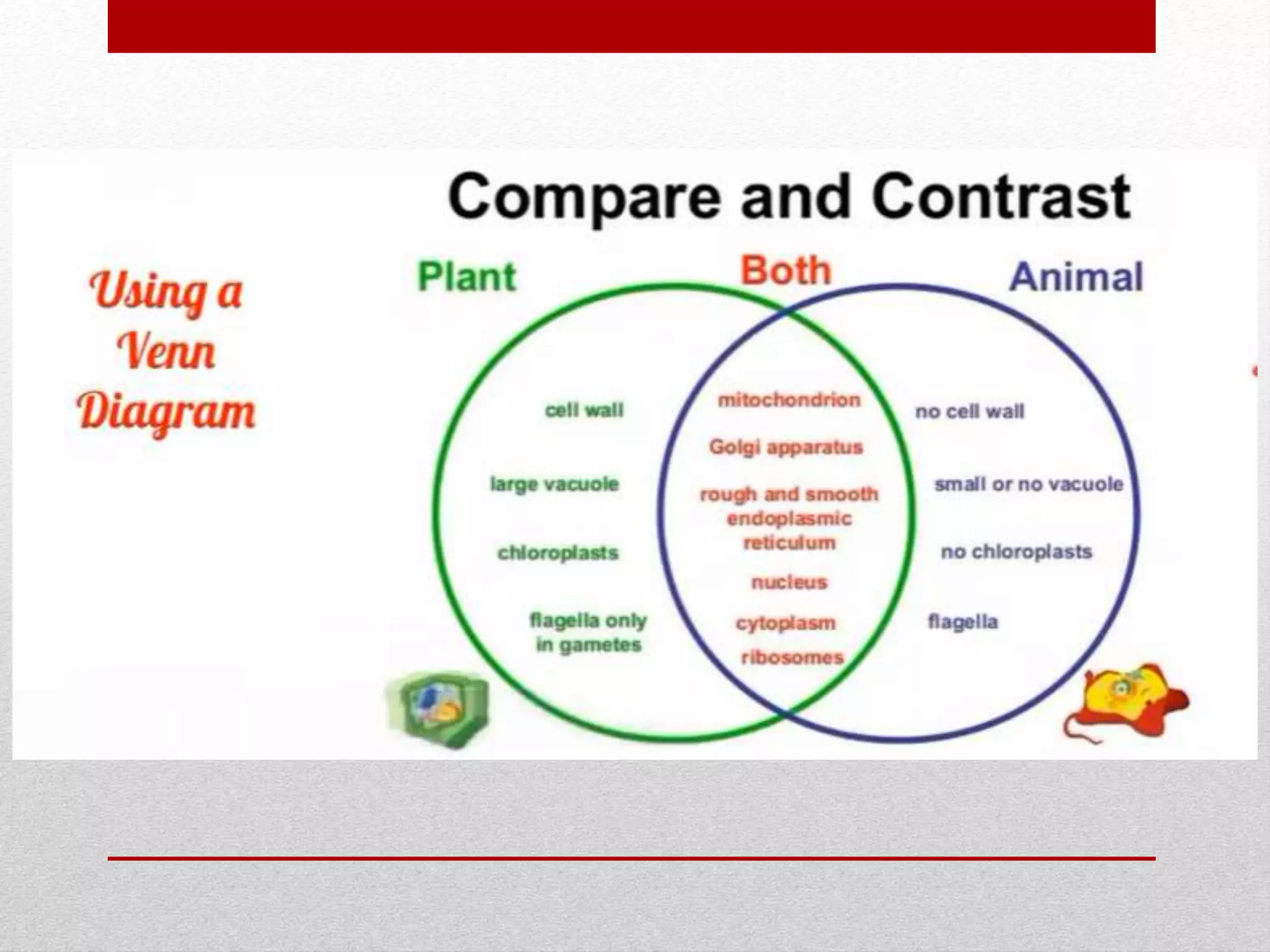 Module 4-plant-and-animal-cell-discussion | PPTX