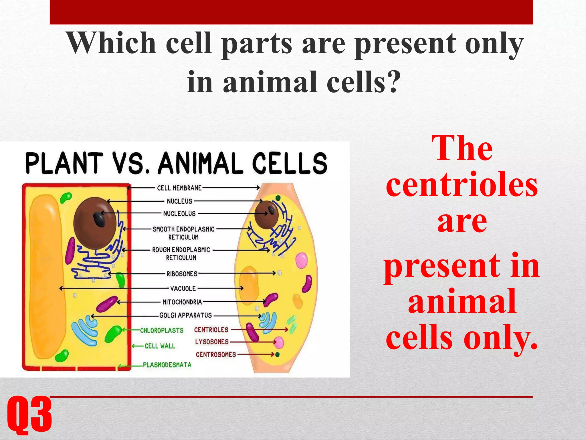 Module 4-plant-and-animal-cell-discussion | PPTX