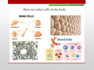 Module 4-plant-and-animal-cell-discussion | PPTX