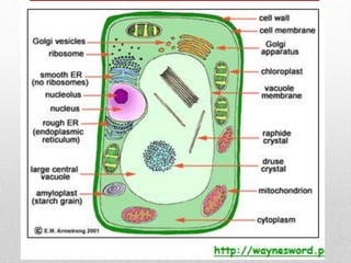Module 4-plant-and-animal-cell-discussion | PPTX