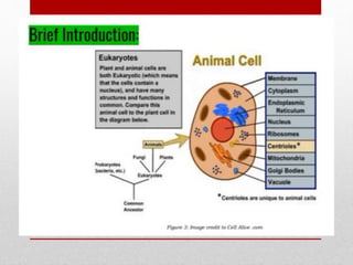 Module 4-plant-and-animal-cell-discussion | PPTX