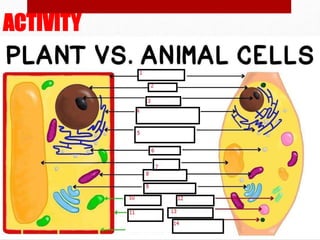 Module 4-plant-and-animal-cell-discussion | PPTX