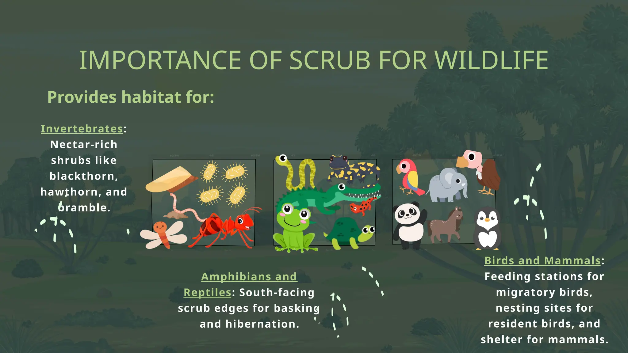 Ecosystem: Importance of Grassland and Scrub | PPTX