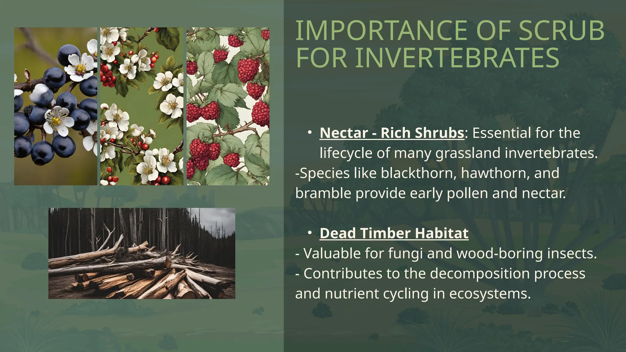 Ecosystem: Importance of Grassland and Scrub | PPTX