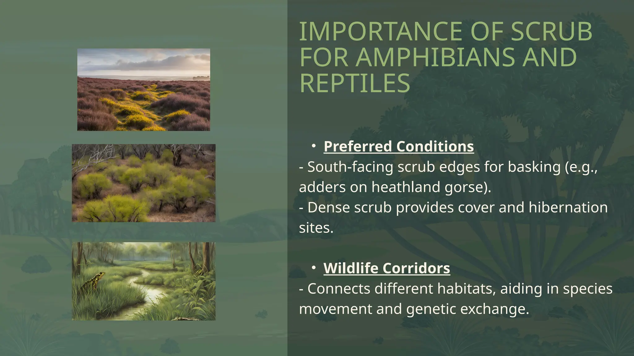Ecosystem: Importance of Grassland and Scrub | PPTX