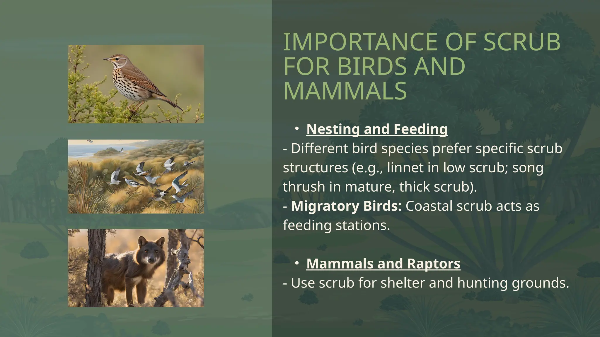 Ecosystem: Importance of Grassland and Scrub | PPTX