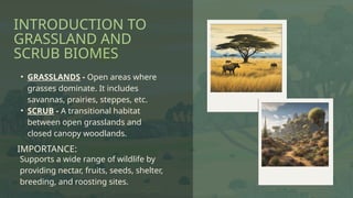Ecosystem: Importance of Grassland and Scrub | PPTX