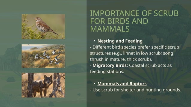Ecosystem: Importance of Grassland and Scrub | PPTX