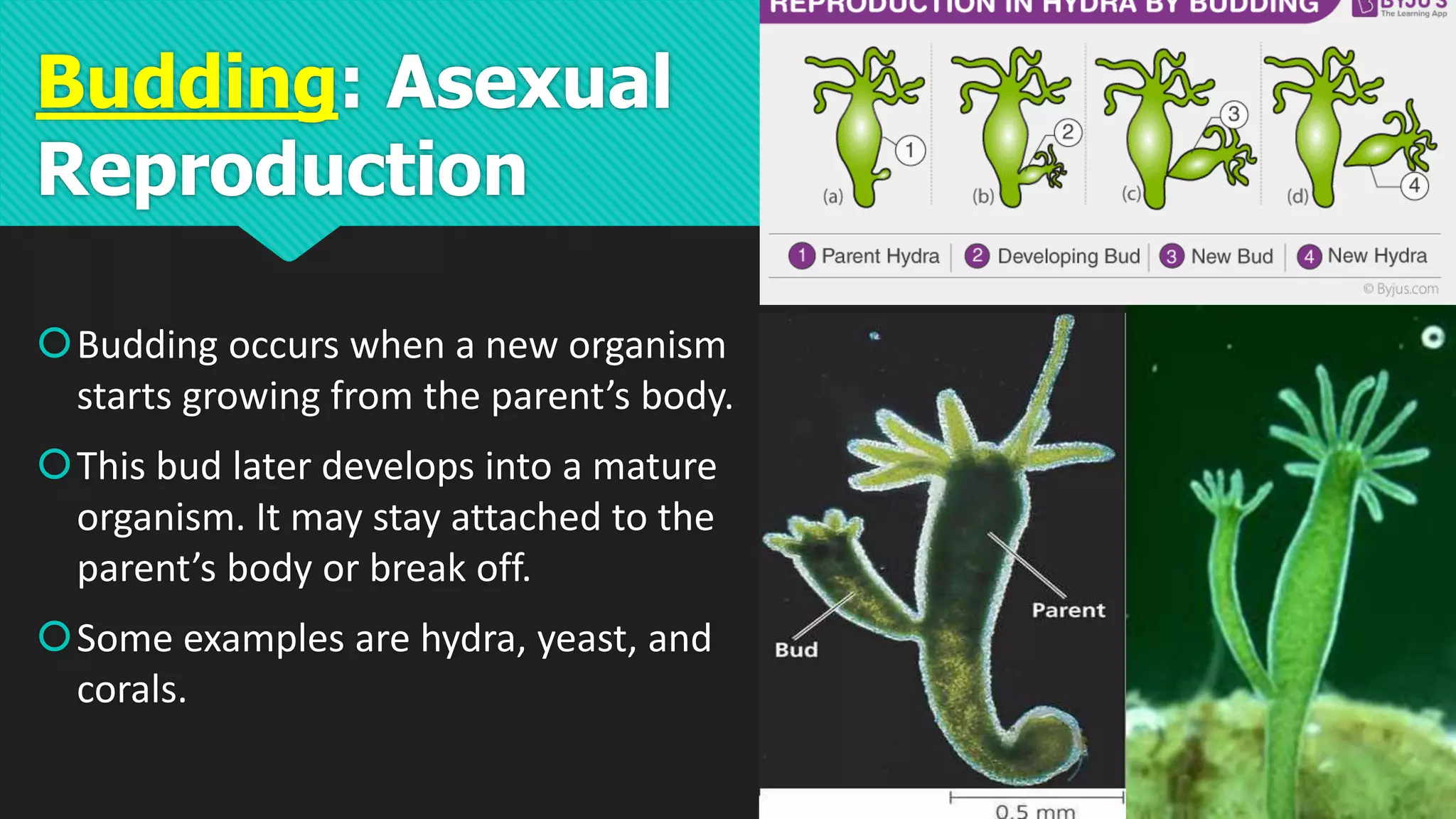 Module 5-asexual-vs-sexual-reproduction | PPTX