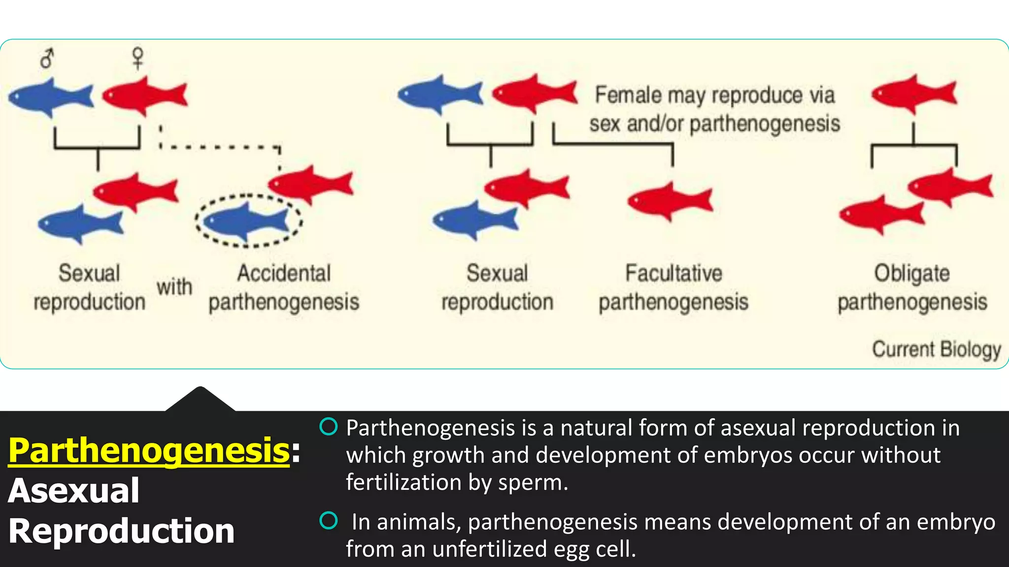 Module 5-asexual-vs-sexual-reproduction | PPTX