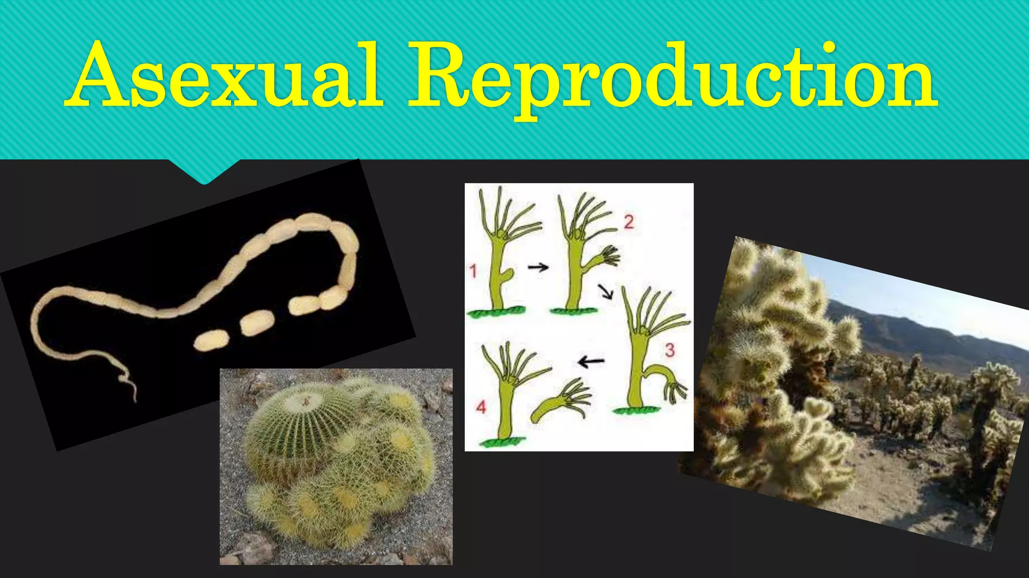 Module 5-asexual-vs-sexual-reproduction | PPTX