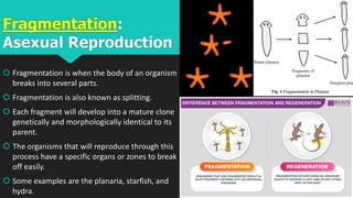 Module 5-asexual-vs-sexual-reproduction | PPTX