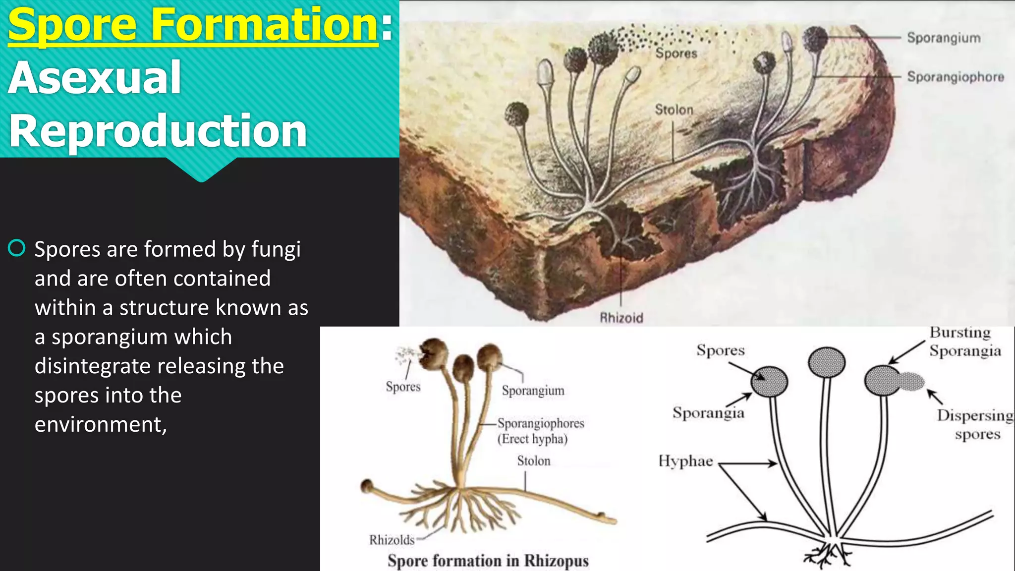 Module 5-asexual-vs-sexual-reproduction | PPTX