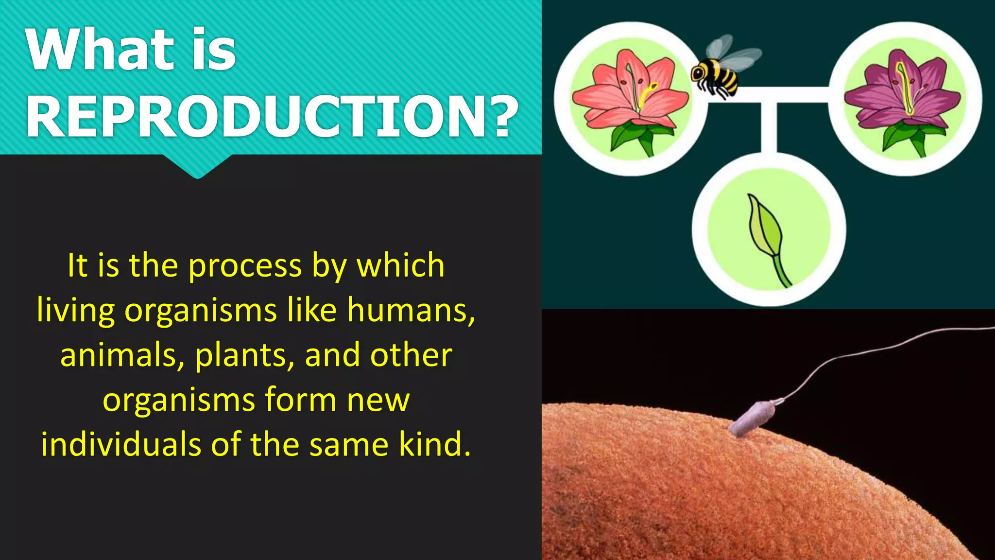 Module 5-asexual-vs-sexual-reproduction | PPTX