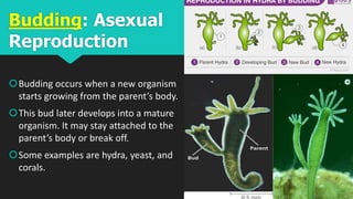 Module 5-asexual-vs-sexual-reproduction | PPTX