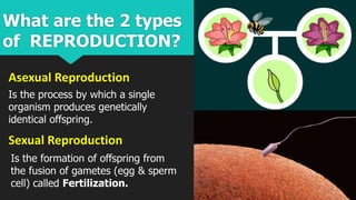 Module 5-asexual-vs-sexual-reproduction | PPTX
