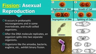 Module 5-asexual-vs-sexual-reproduction | PPTX
