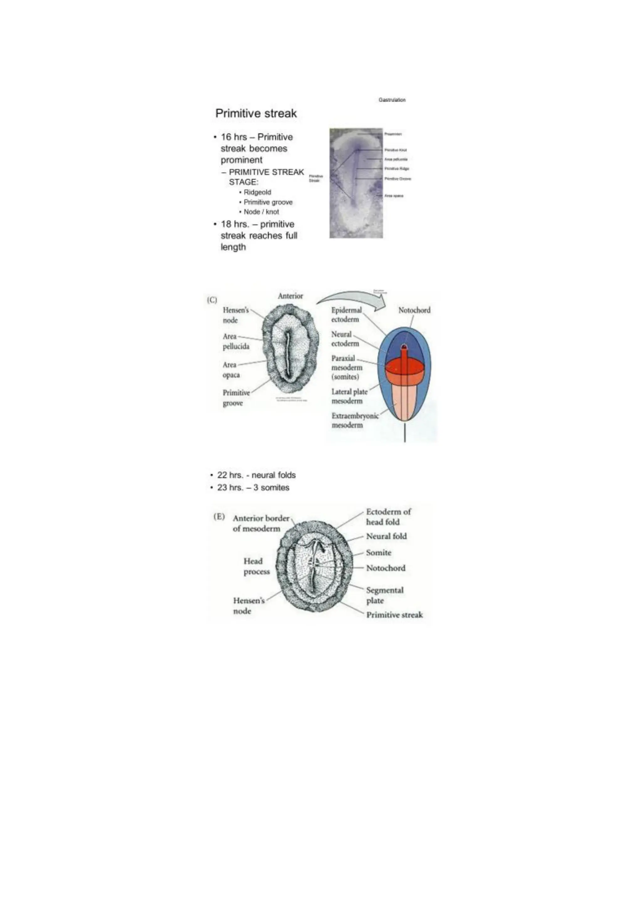 Module-6-Gastrulation-and-Neurulation.pdf