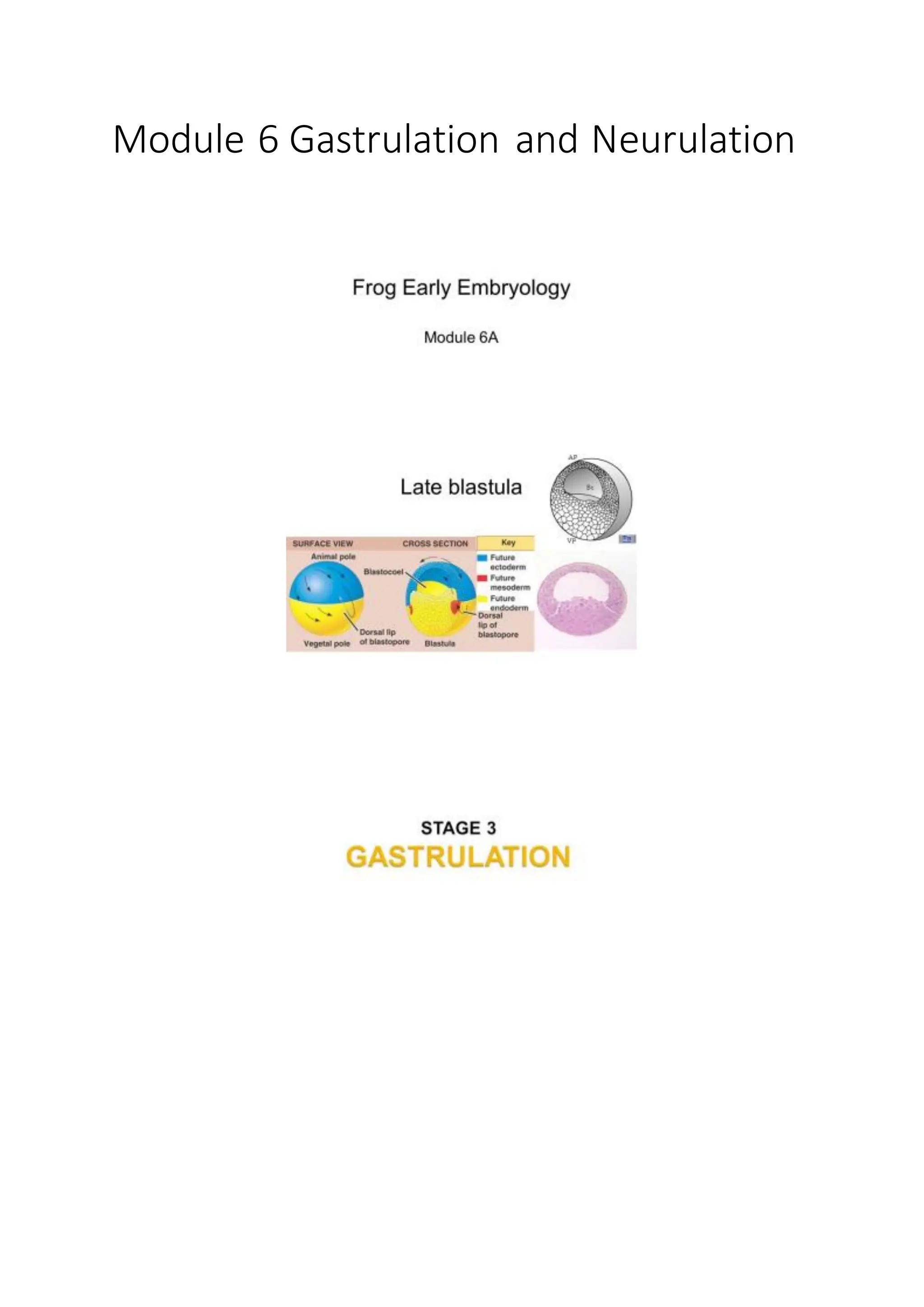 Module-6-Gastrulation-and-Neurulation.pdf