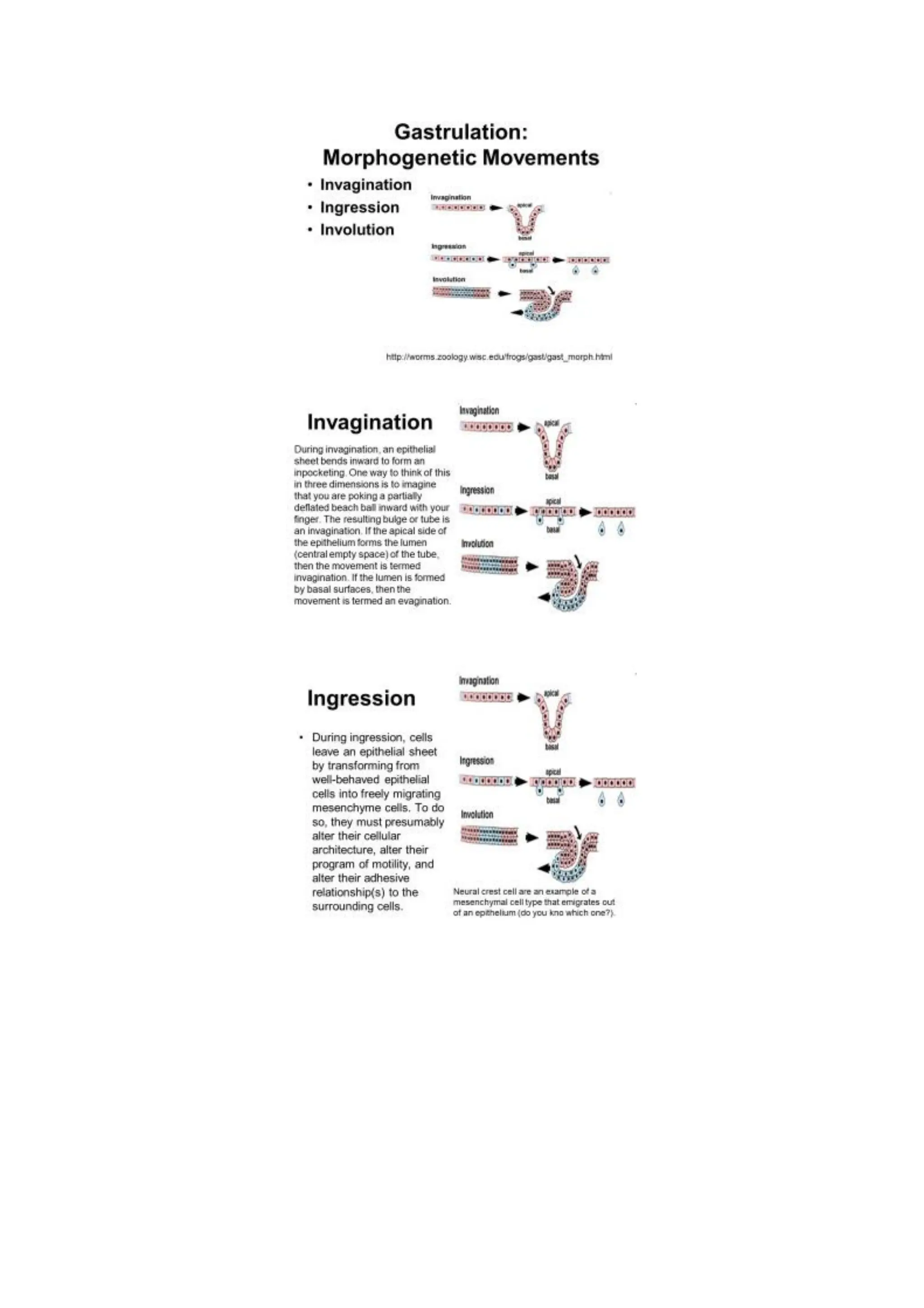 Module-6-Gastrulation-and-Neurulation.pdf