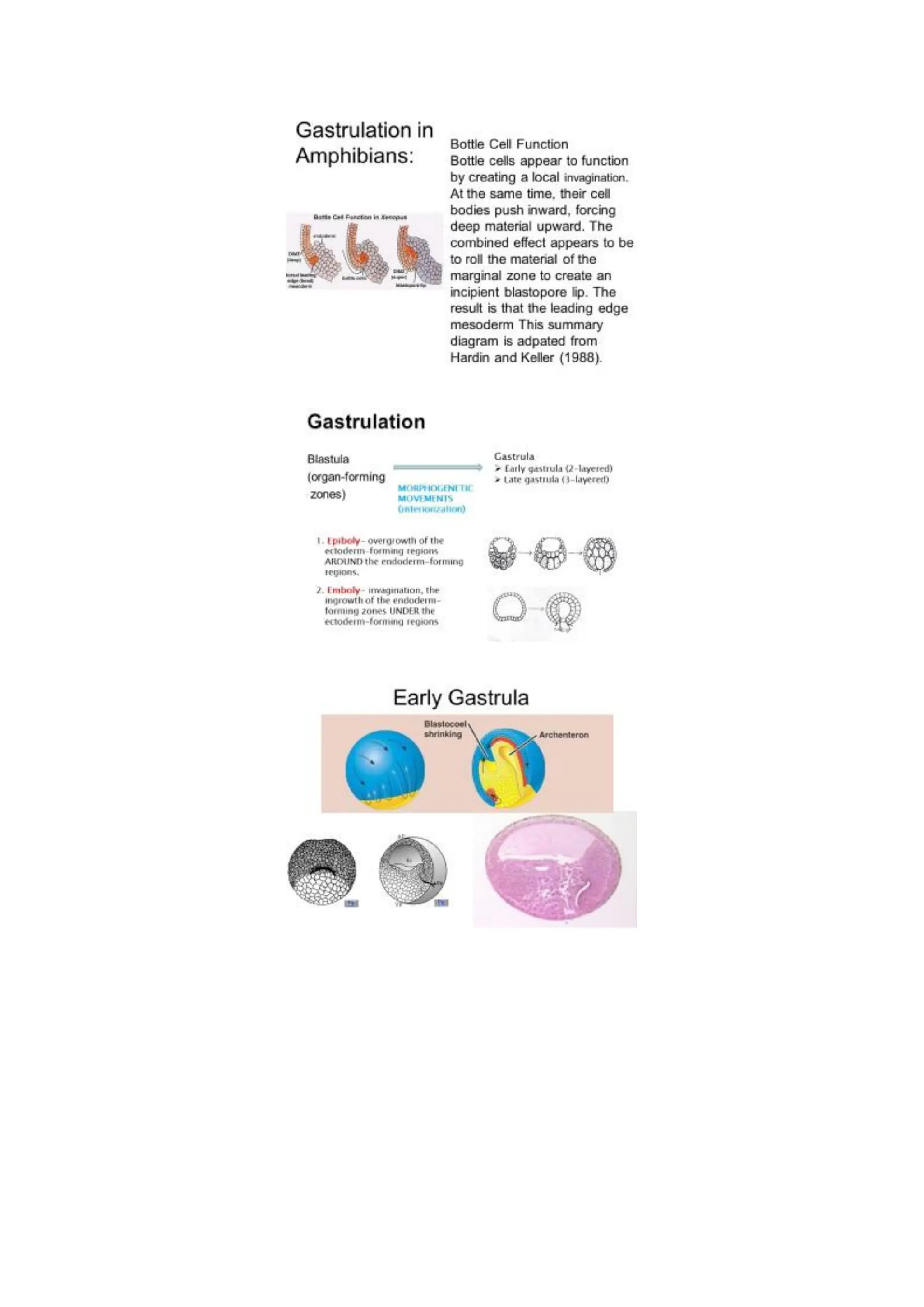 Module-6-Gastrulation-and-Neurulation.pdf