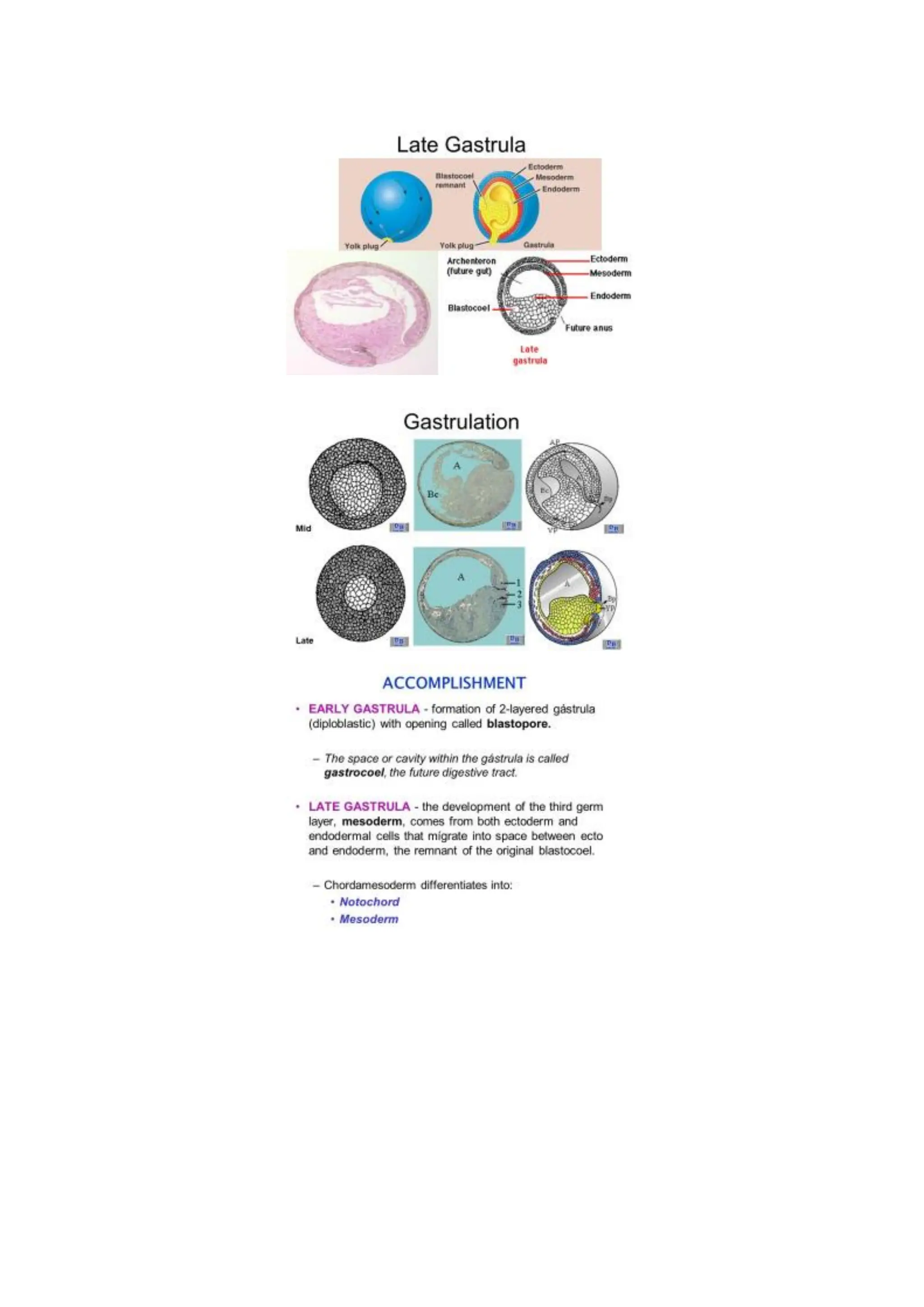 Module-6-Gastrulation-and-Neurulation.pdf