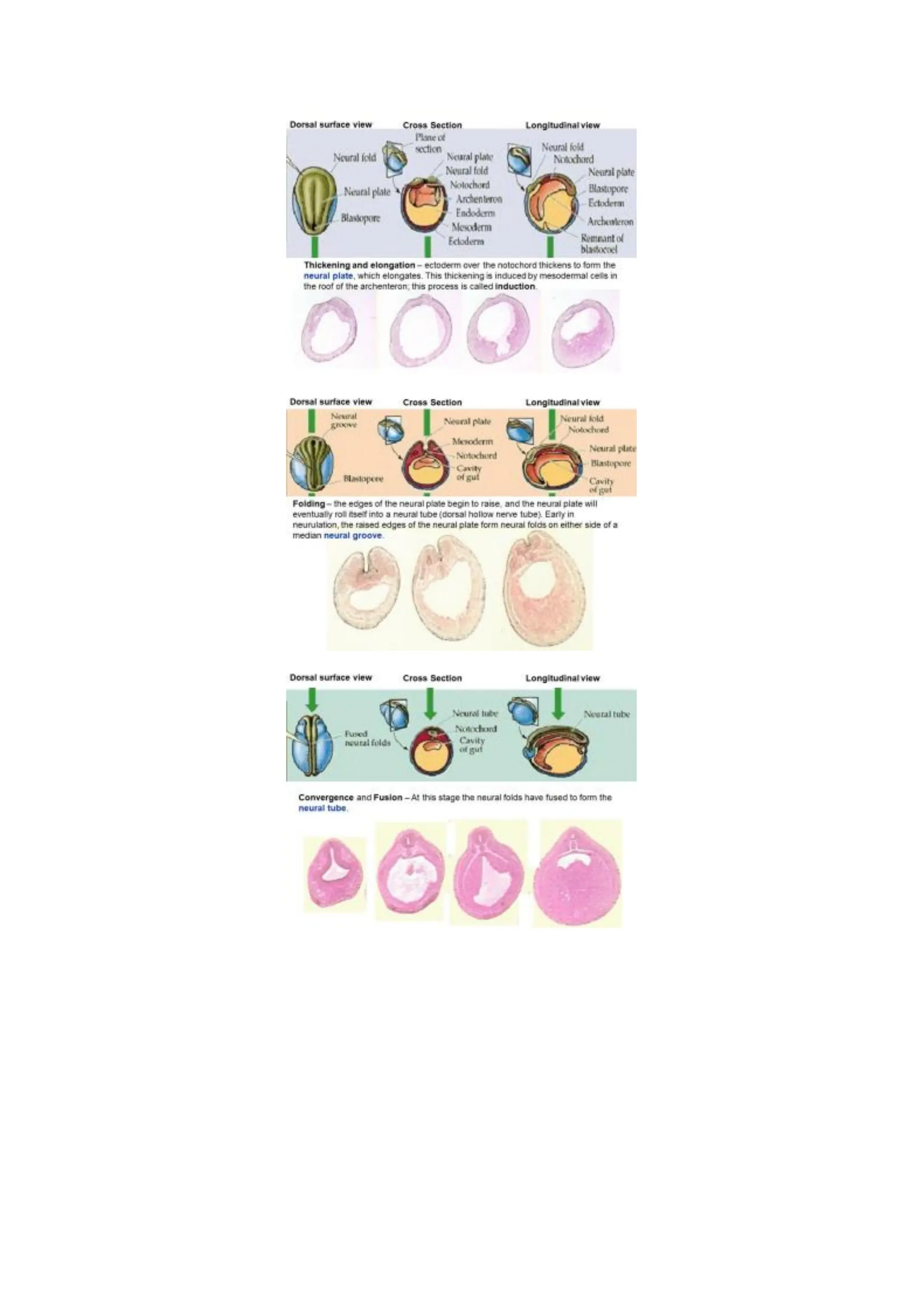 Module-6-Gastrulation-and-Neurulation.pdf