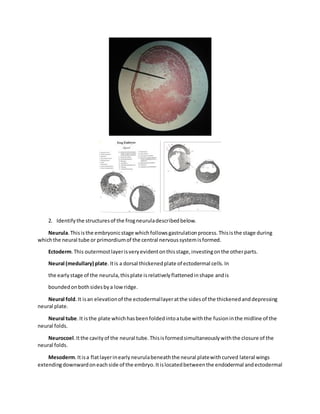 Module-6-Gastrulation-and-Neurulation.pdf