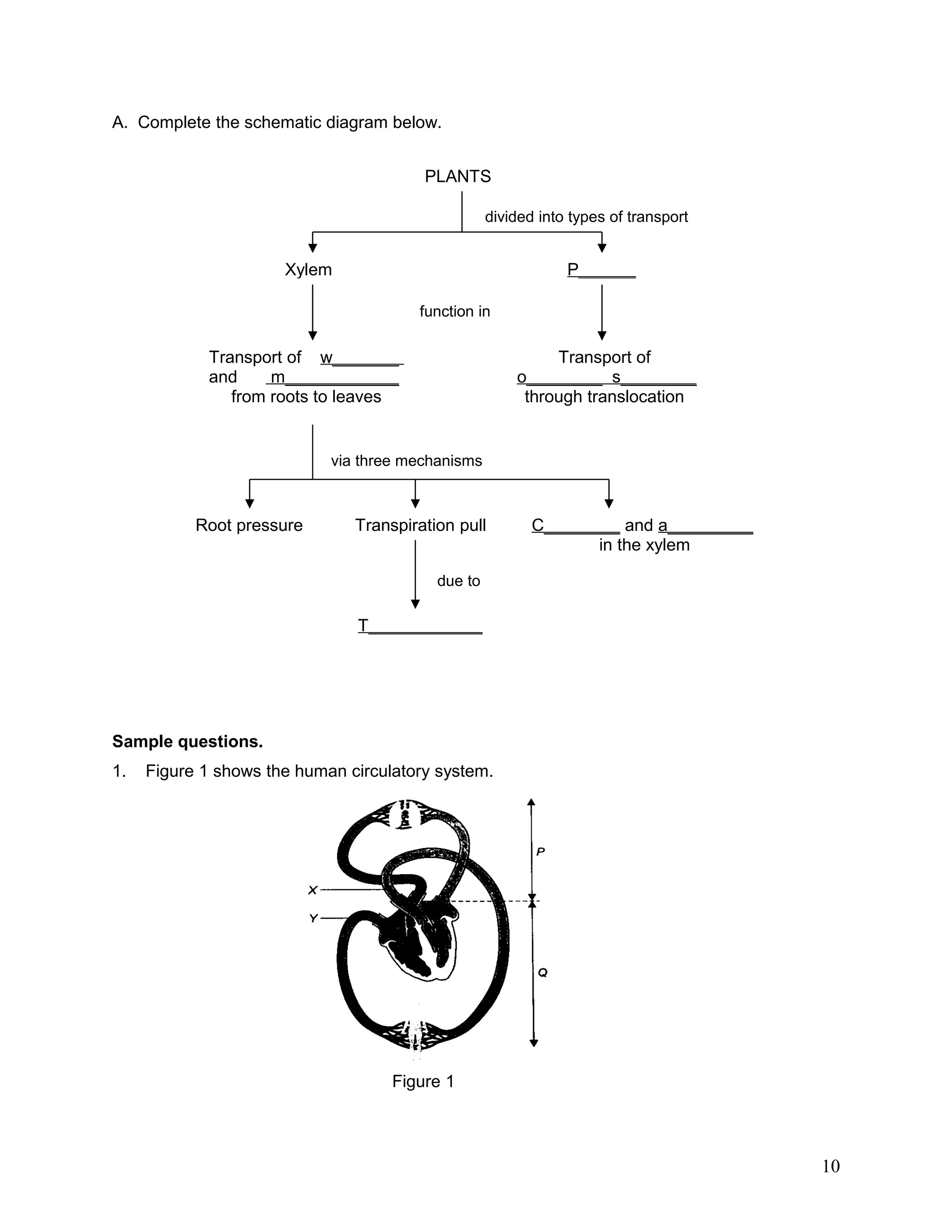 Module question-chapter-transport | PDF