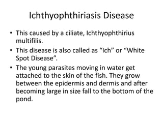 Module-V- Fish n shellfish -23.5.22.pptx