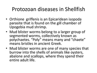Module-V- Fish n shellfish -23.5.22.pptx