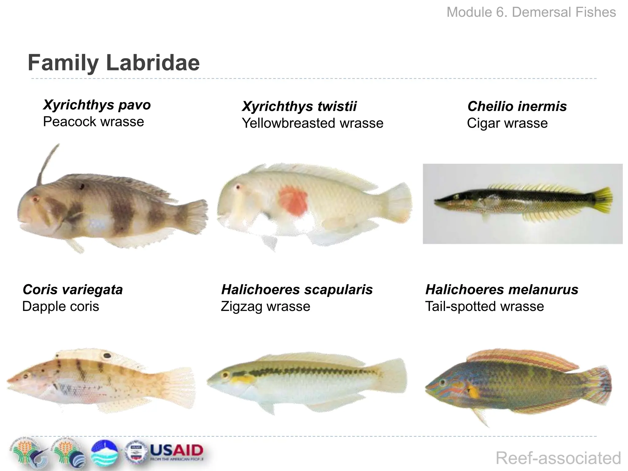Module 06 - Common demersal fish species-rev.ppt