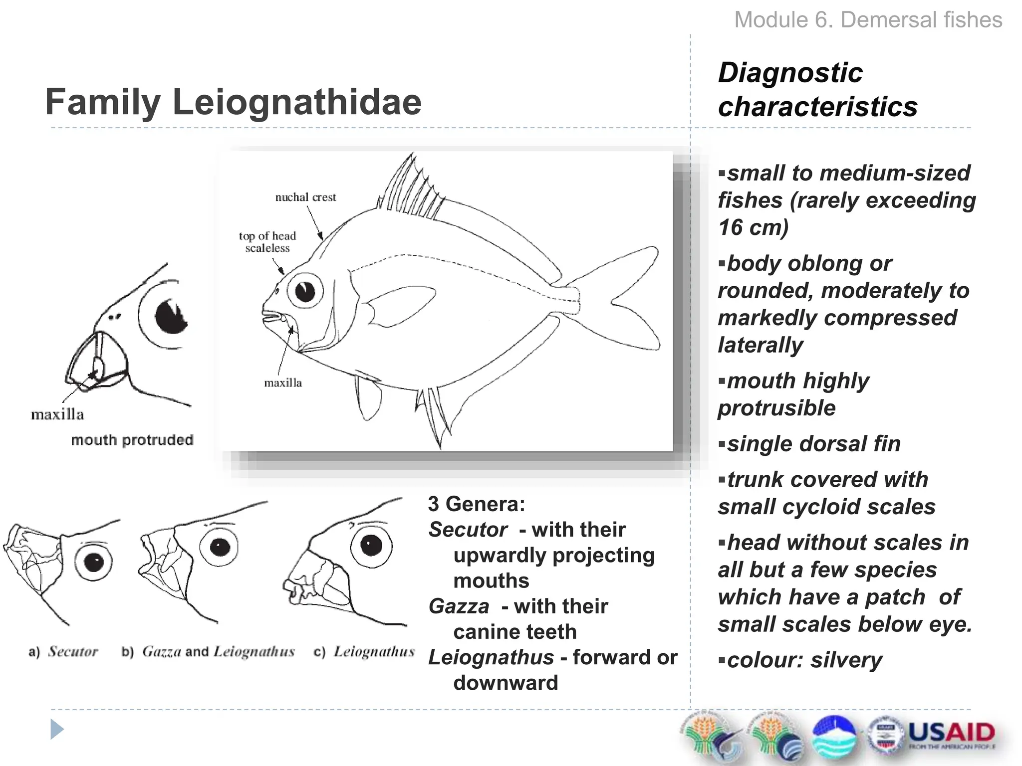 Module 06 - Common demersal fish species-rev.ppt