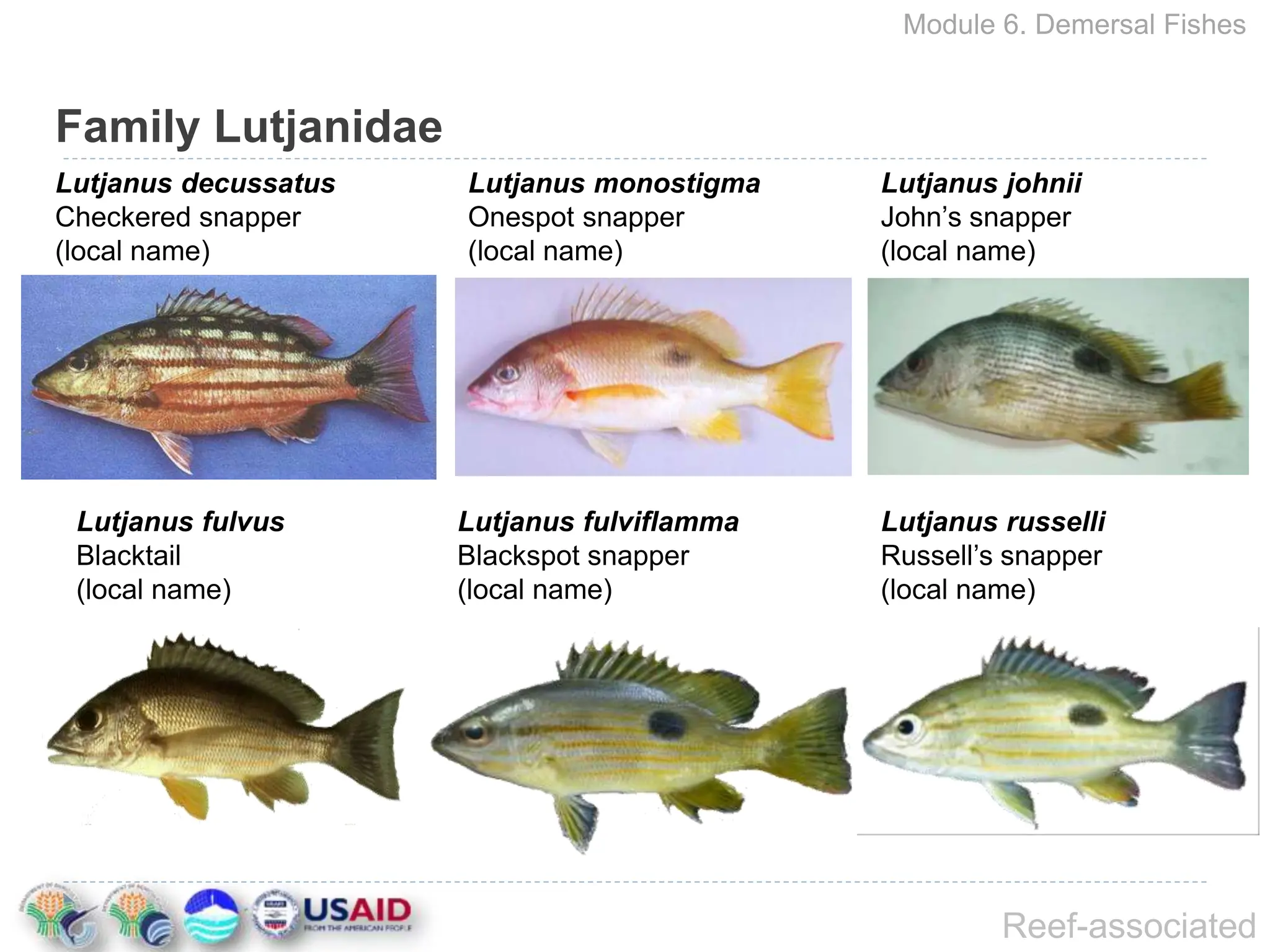 Module 06 - Common demersal fish species-rev.ppt